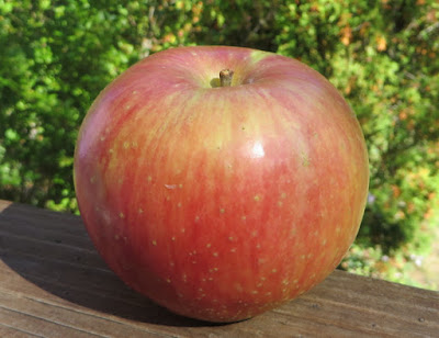 Adam's Apples: Haralson