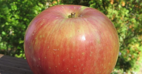 Haralson * - Adam's Apples