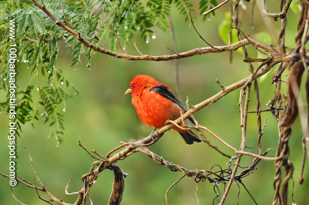 Birds of Barbados: April 2015