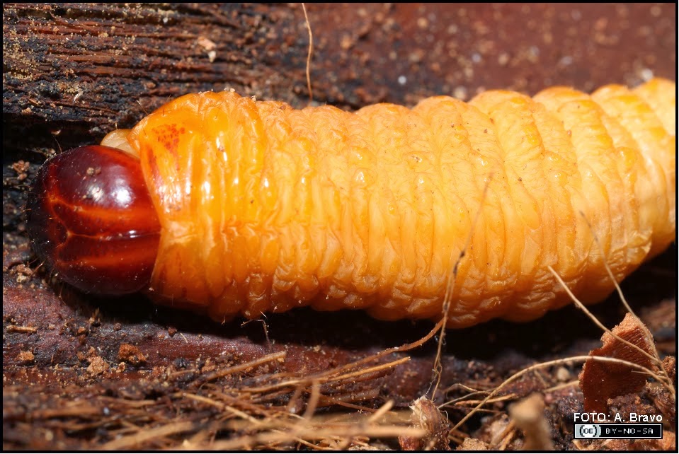 FAUNA AUXILIAR: FAMILIA UROPODIDAE