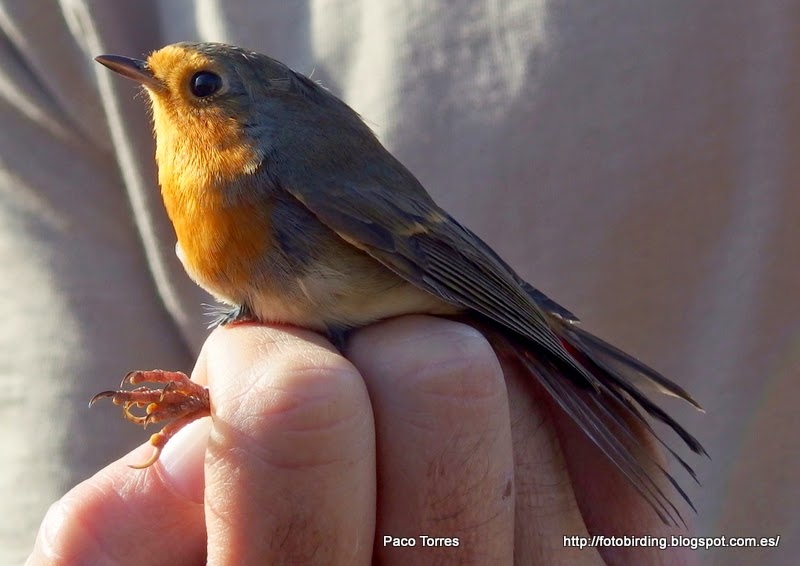 Fotobirding en Sant Adrià de Besòs: ERIRUB: Erithacus rubecula.