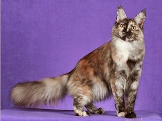 Angora turco humo carey negro