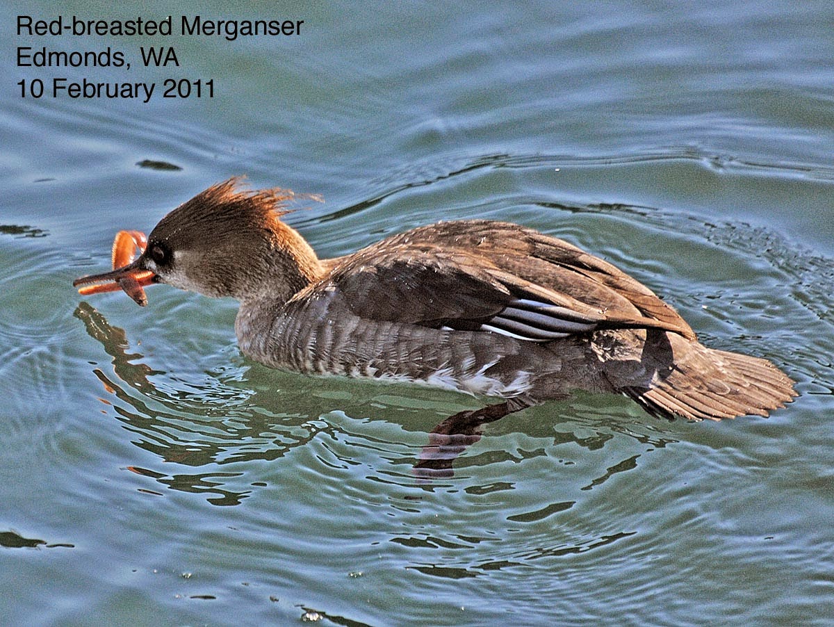Northwest Nature Notes: MERGANSERS, THE TOOTHY DUCKS