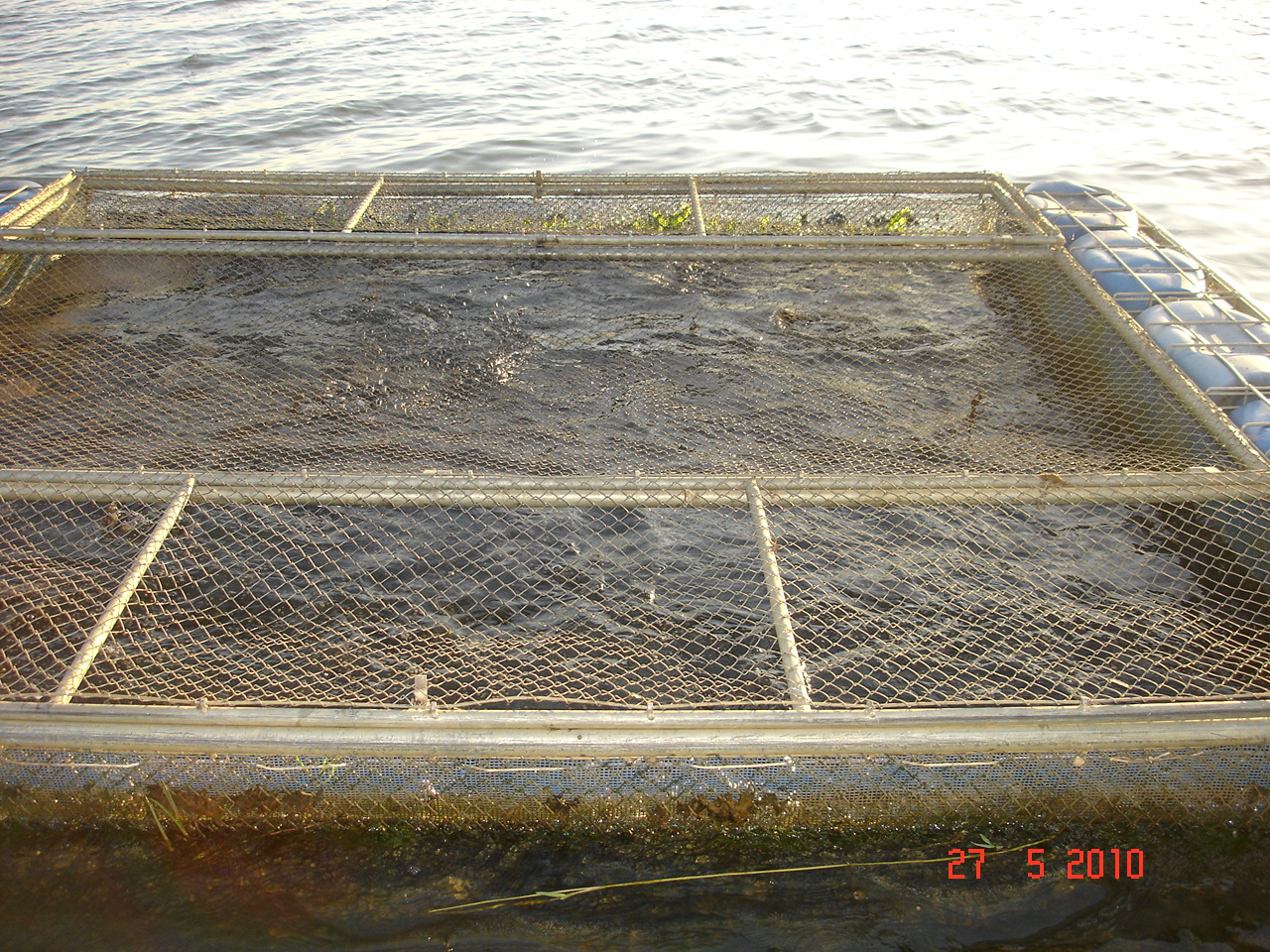 Cria Peixe - Tilapicultura : COMO CRIAR PEIXES EM TANQUES-REDE?