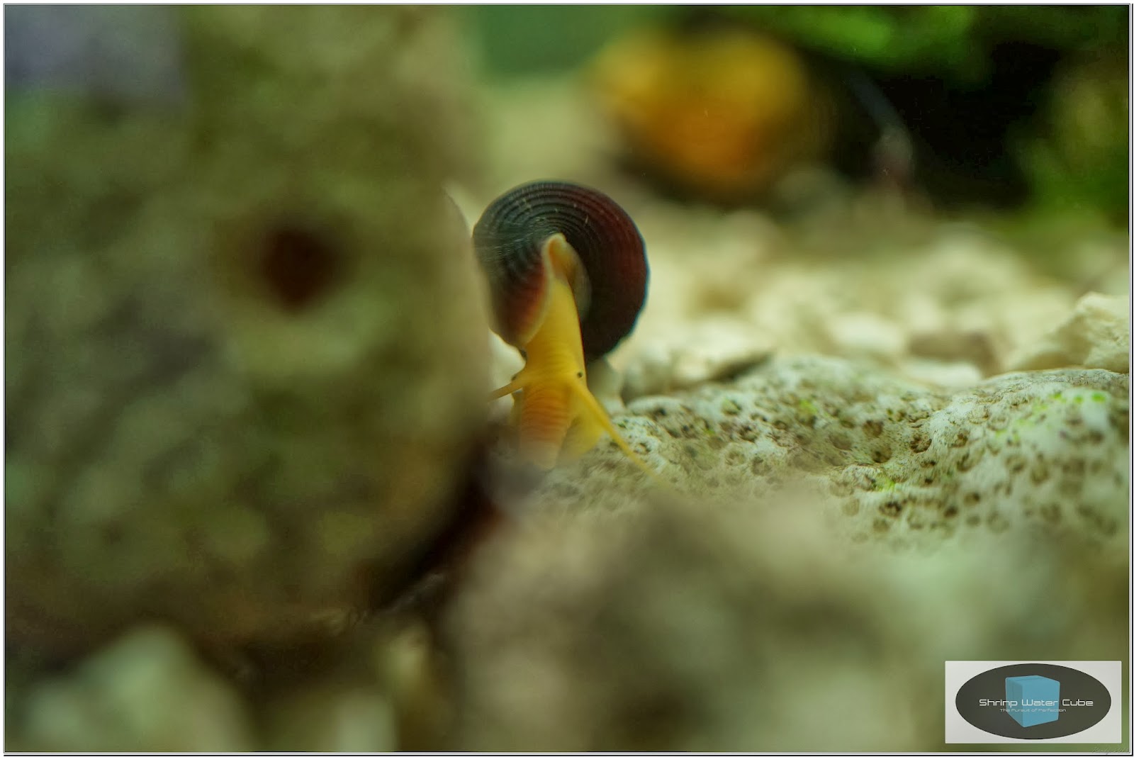 EbiLei's Shrimping World - Shrimp Water Cube: Golden Rabbit Snail ...