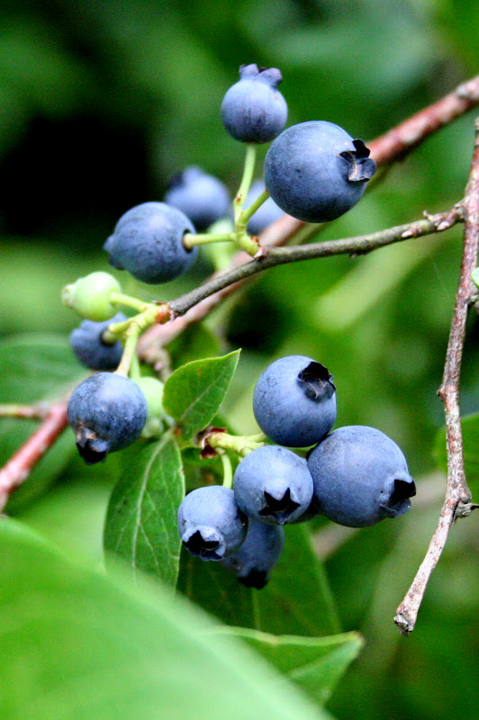 Renaissance: Huckleberries