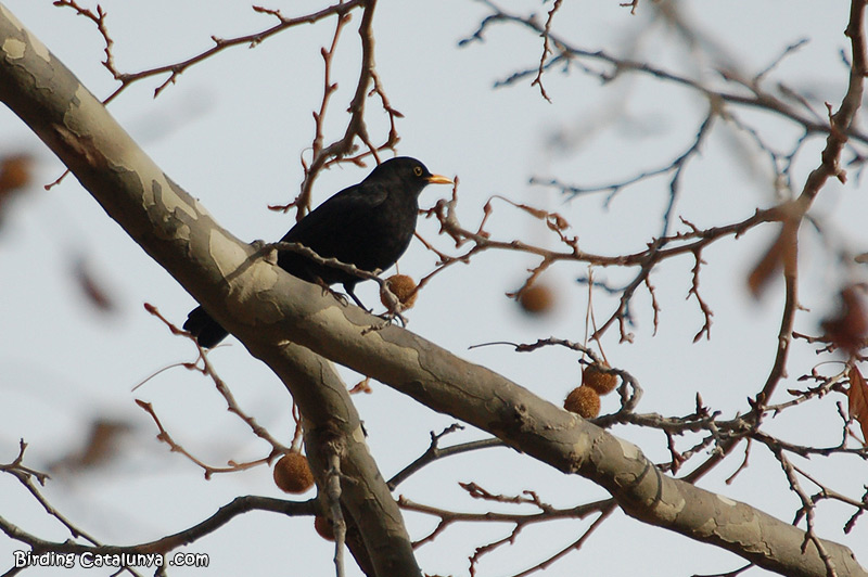 Birding Catalunya: Ocells del Parc Samà