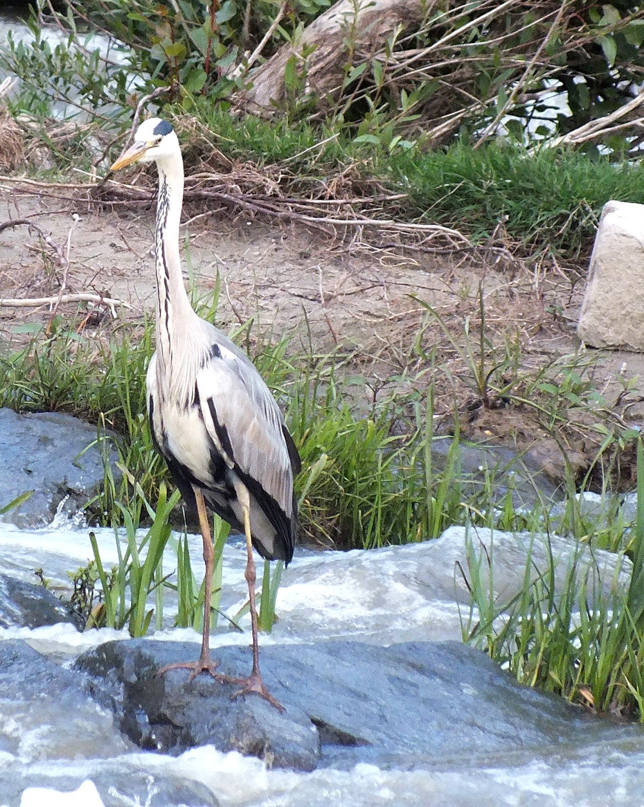 Jurnal unui desculț : starc cenusiu baraj raul vedea alexandria teleorman