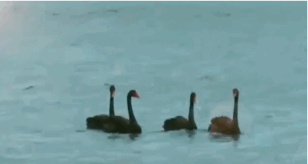 [3 Gambar]Angsa Hitam Meredahi Ombak Lautan | Info Tegar