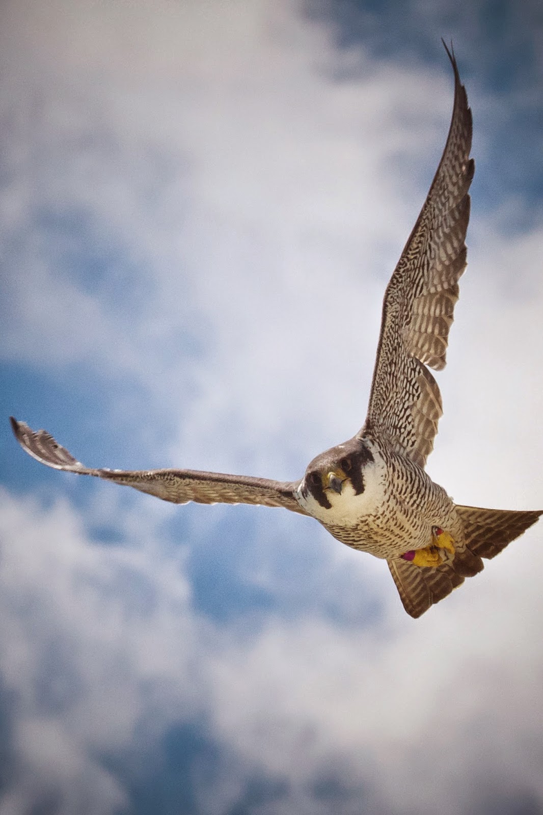 Feather Tailed Stories: Peregrine Falcon Chicks
