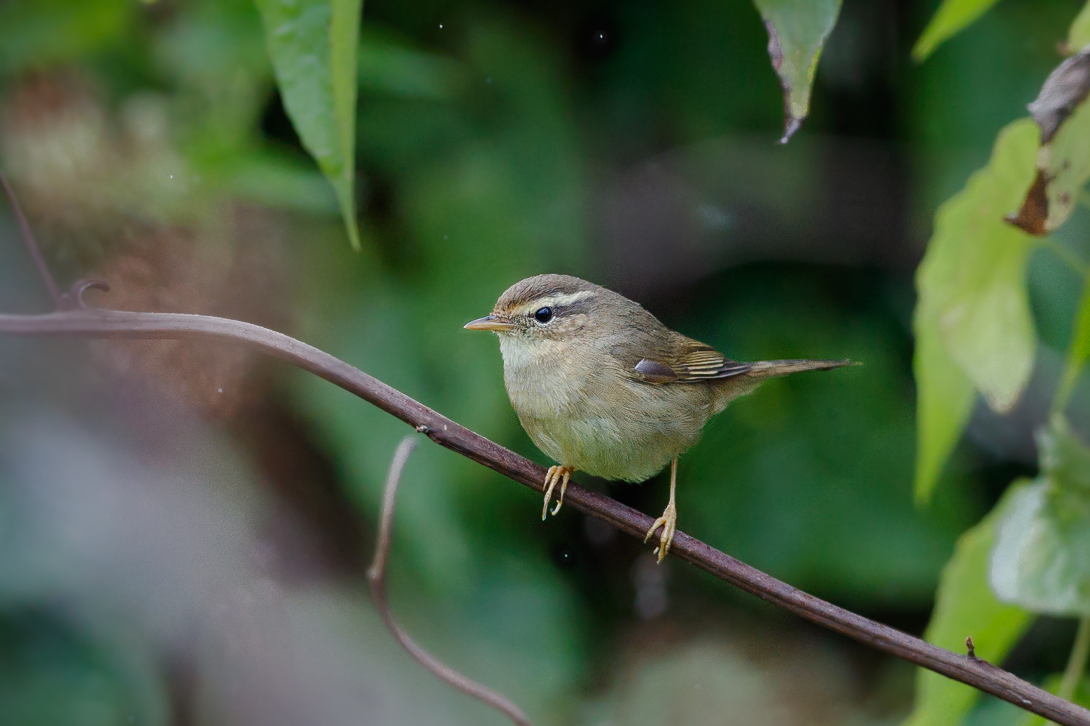 Not just birds: Mount Davis 23 Dec 2018 - rainy streaky