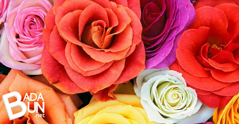 Blog Prueba: 8 tipos de Rosas y lo que su color significa | Todo el ...