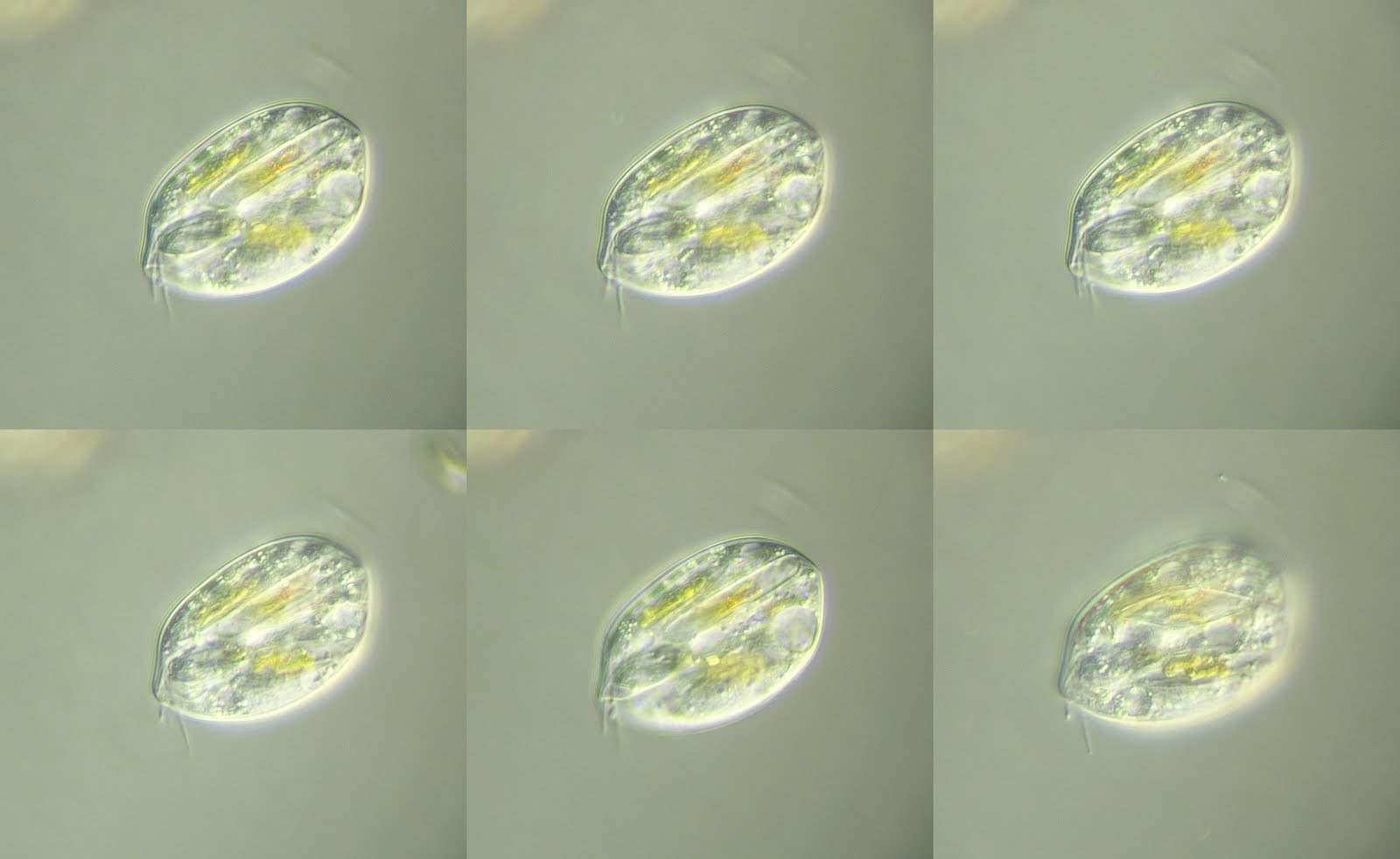 Skeptic Wonder: Marine Microforay – foram and a thecofilosean party