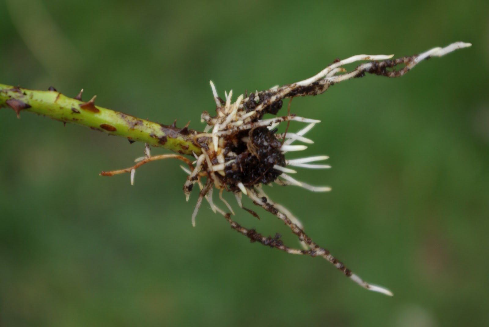 Garden Rambles: Propagating Roses