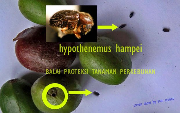 Hama pada Budidaya Tanaman Kopi [Bagian 1] | Kopi Luwak Asli 99