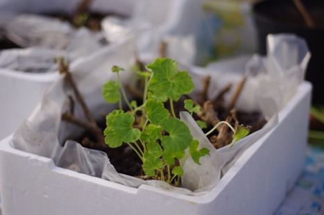 Kanalplader – holder de på varmen i marts måned