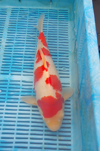 Case Study #8 - The home bred kohaku that won my first Young Champion ...