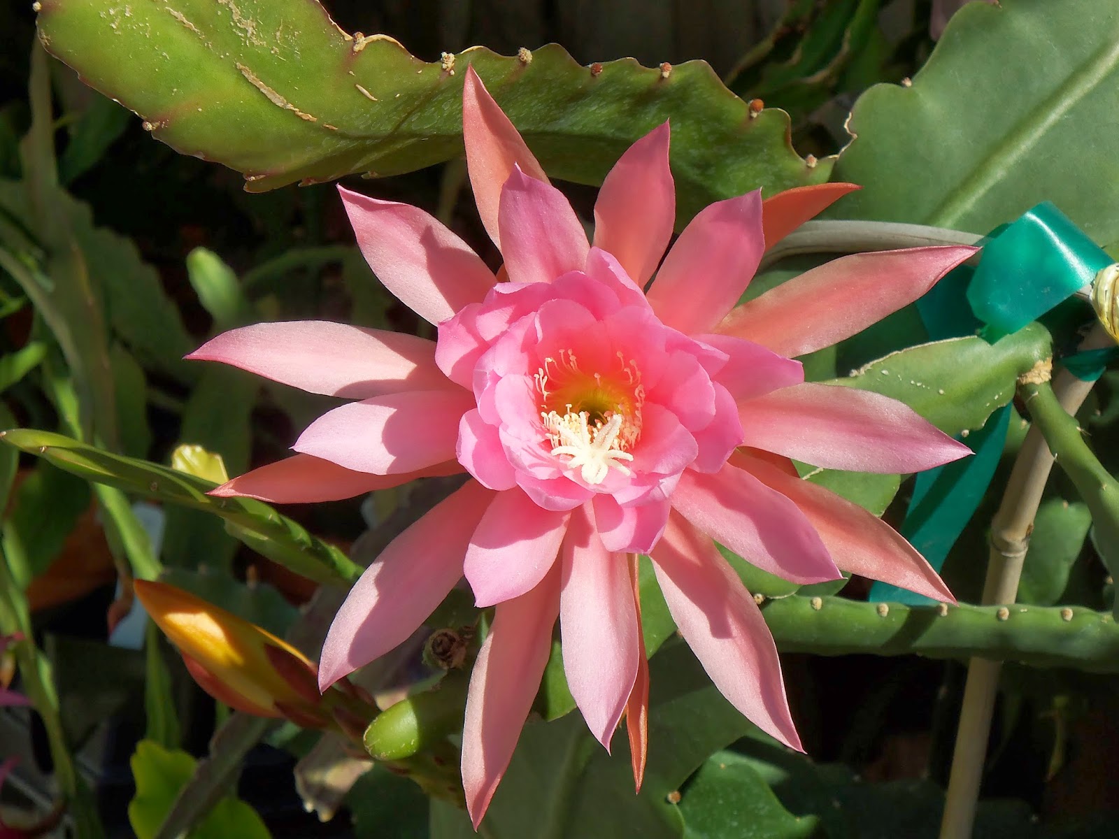 The Epiphyllum Garden: A few blooms from today