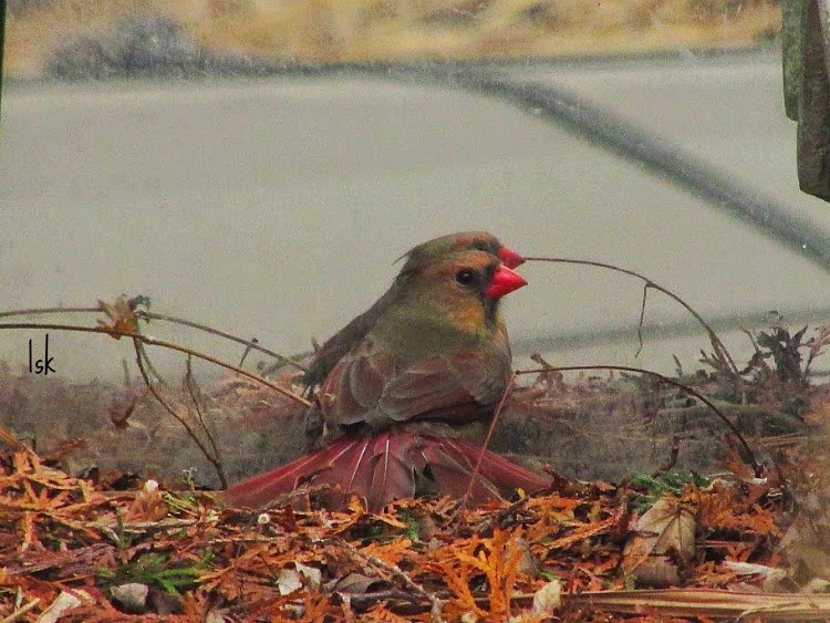 woke up, got out of bed.....: Young Male Cardinal....