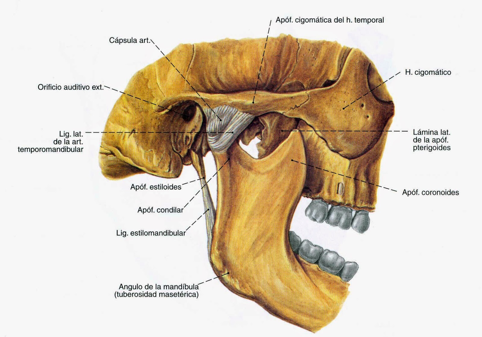 Anatomía Humana: Articulación Temporomandibular