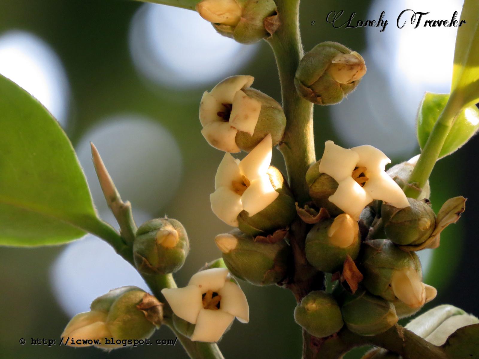 Bilati Gaab (বিলাতি গাব) Diospyros blancoi