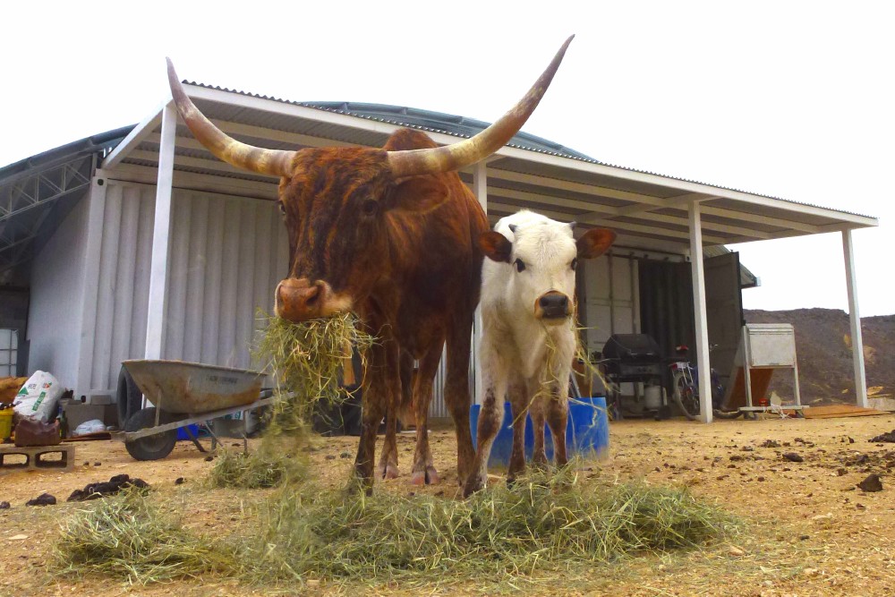 The Field Lab: OneHorn