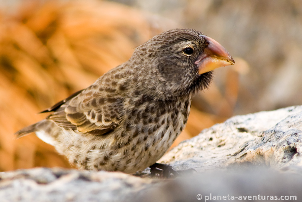 Las Aves Endémicas de las Islas Galápagos