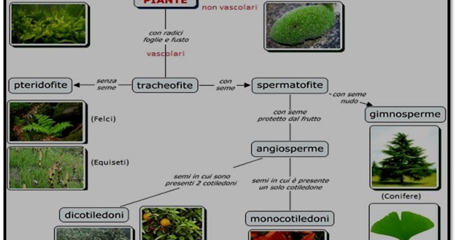 Chiarezza e Semplicità: TALLO E CORMO ( BOTANICA )