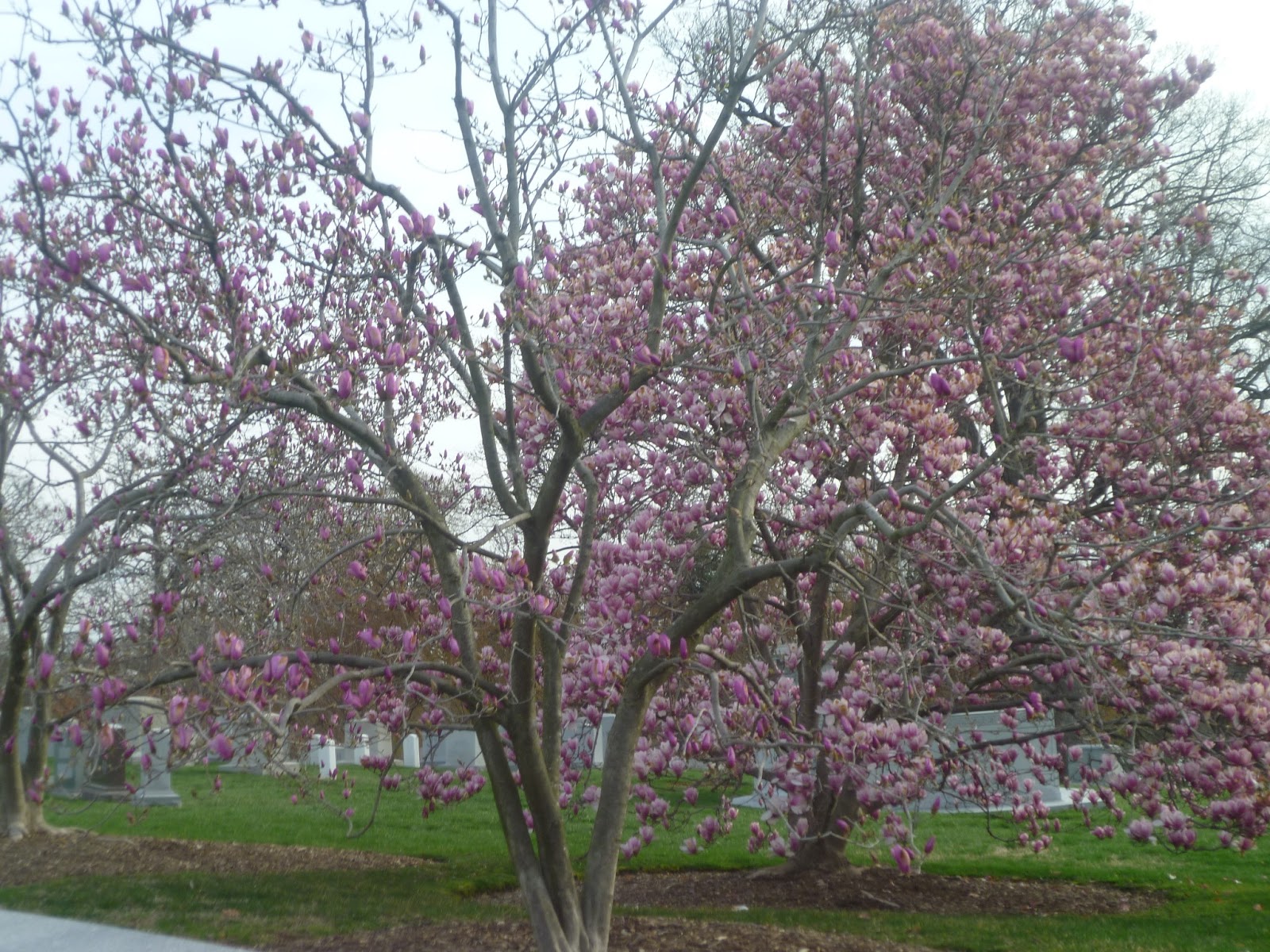 Excel Math: Japanese Cherry Trees — Do the Math