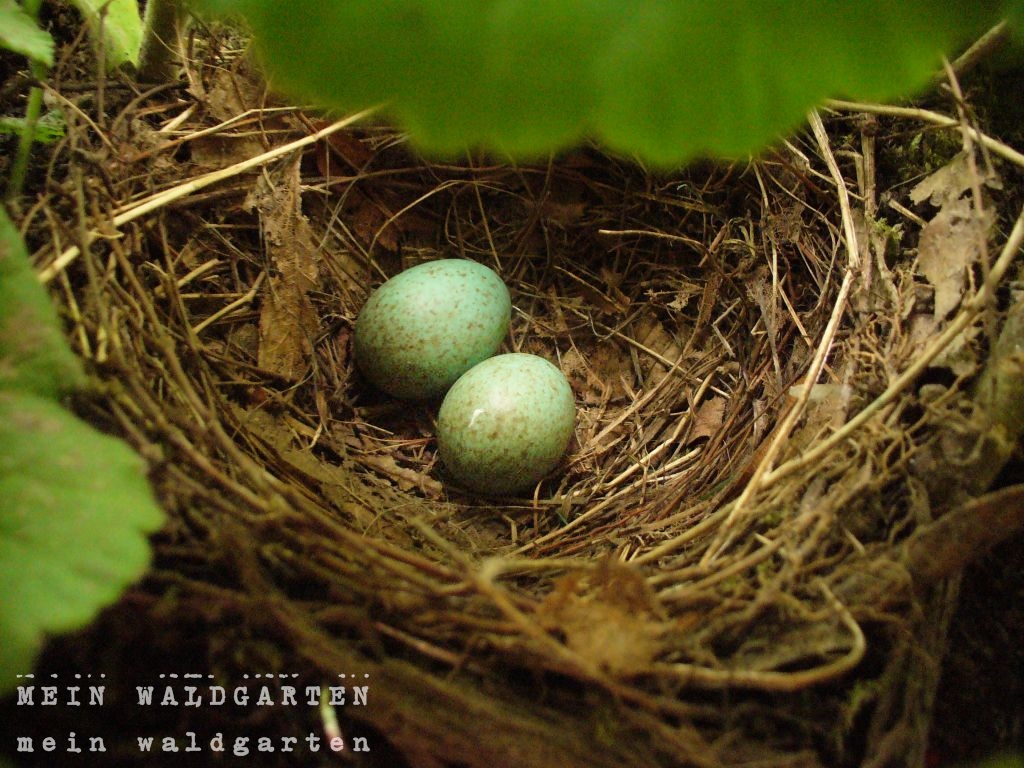 © Mein Waldgarten: Erst eins, dann zwei, dann drei . . . Vogelei