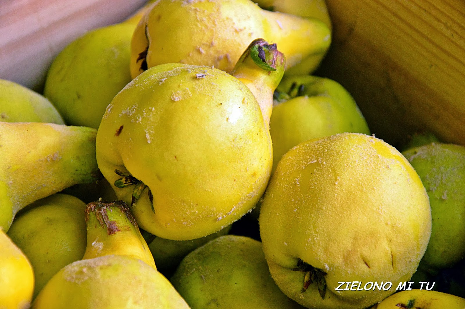 ZIELONO MI TU...: Pigwa i co dalej...?