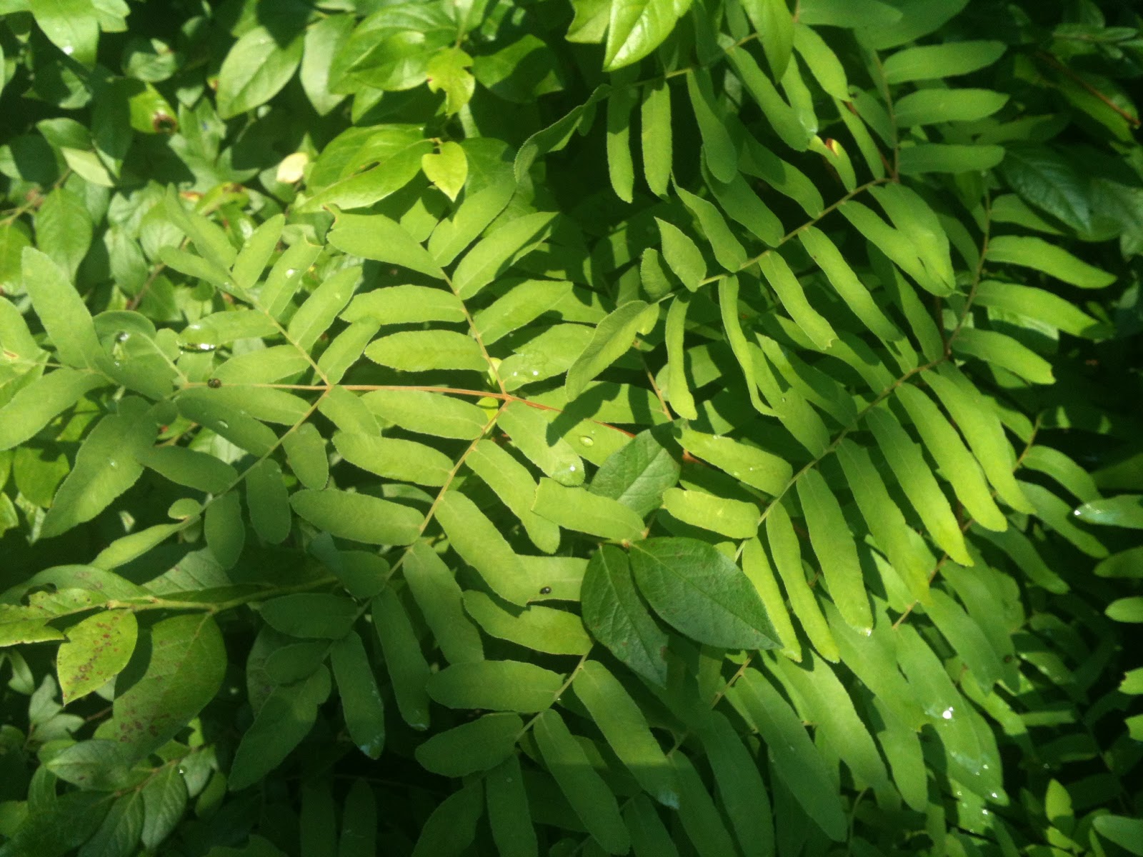 osage + orange: Scenes from Indiana Dunes