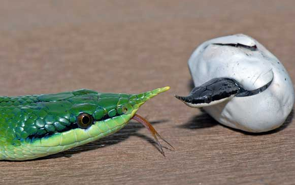 Behold the Green Unicorn!!! ... A.K.A. the Vietnamese Long-nosed Snake ...
