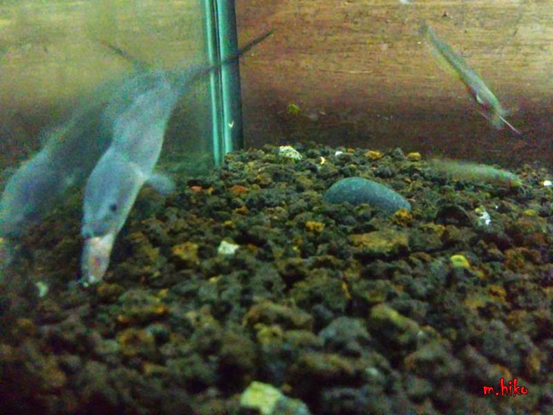 Mahamaya Hiko: Profil dan cara memelihara Aba-aba KnifeFish "Gymnarchus ...