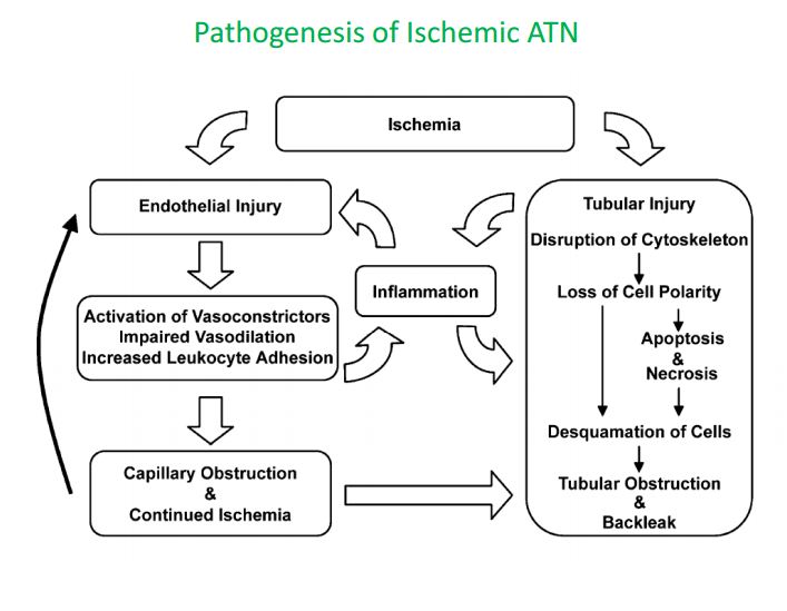 Tutor's Notes: general, cardiovascular, respiratory and renal ...