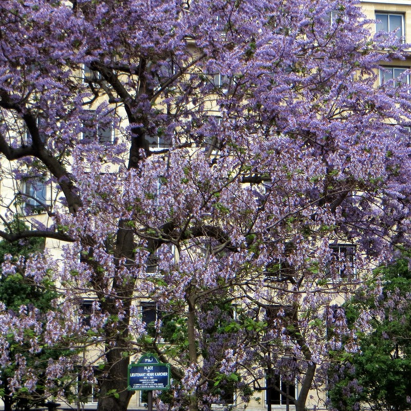 box elder: Paris: purple trees