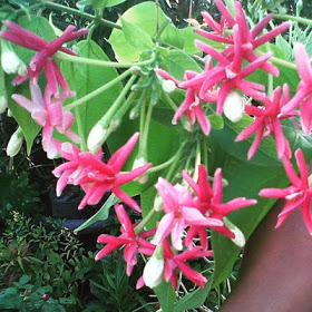 Pohon Melati Merah, Melati Belanda, Melati Jasmin | tukang taman