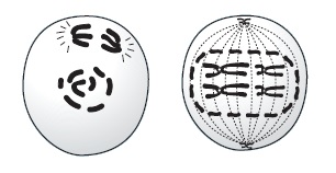 BIOLOGI GONZAGA: SOAL REMEDIAL REPRODUKSI SEL