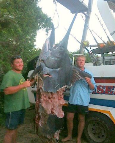 International Fishing News: MOZAMBIQUE: huge marlin got sharked