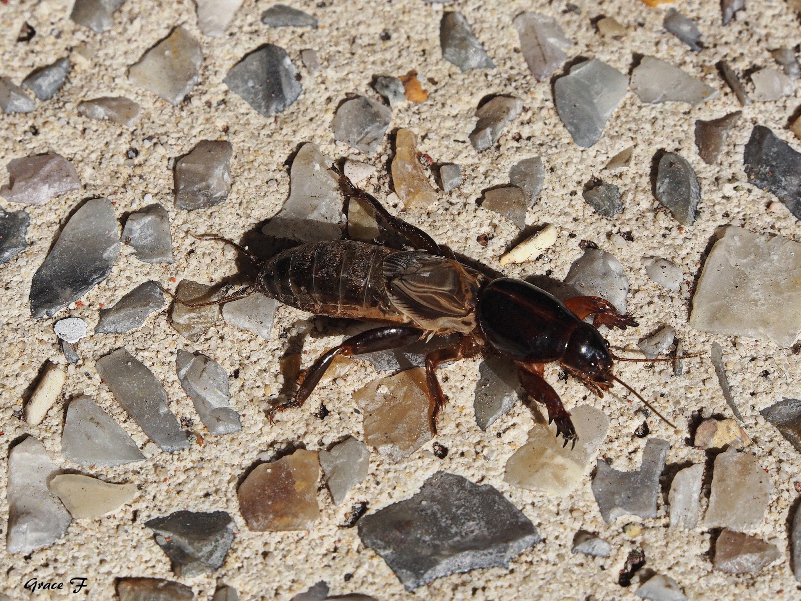 Perth Daily Photo : Sand-gropers!