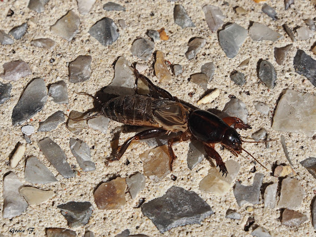 Perth Daily Photo : Sand-gropers!