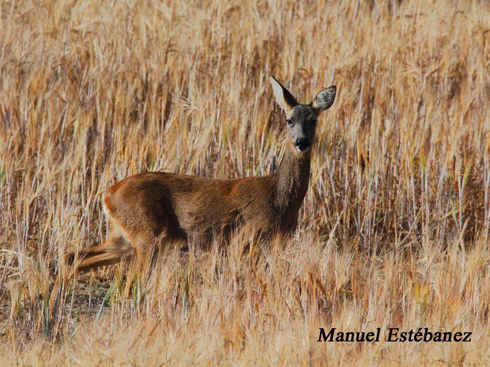 Miradas Cantábricas: Corza (Capreolus capreolus)