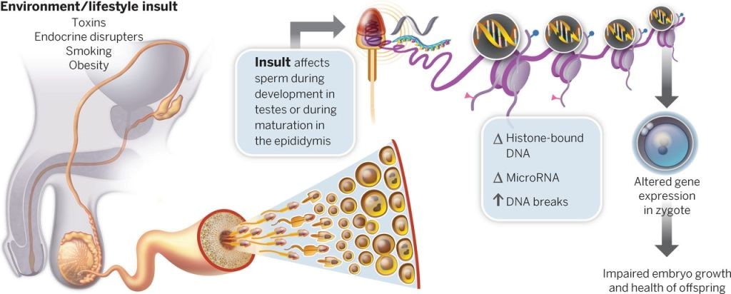 Can epigenetics explain the inexplicable in human Reproduction ...