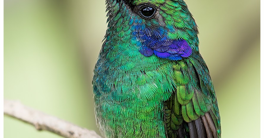 Featured Species: Lesser Violetear (Colibri cyanotus)