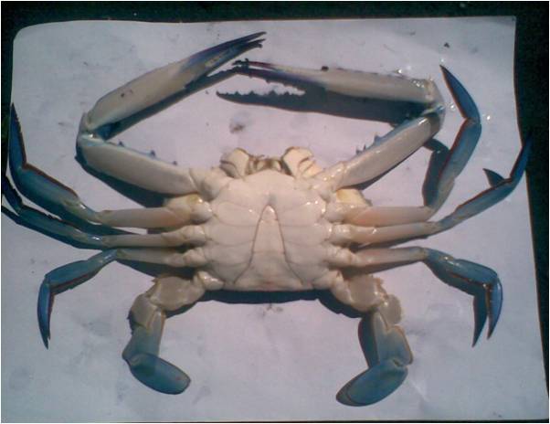 Nuraeni L. Rapi: Kepiting Rajungan