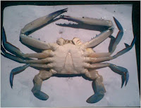 Nuraeni L. Rapi: Kepiting Rajungan