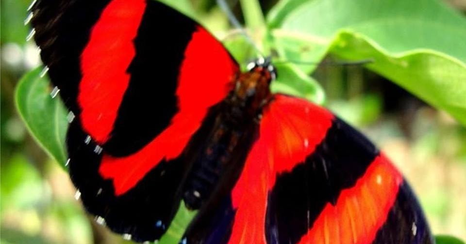 Callicore pitheas. ~ Butterfly Species Of The World