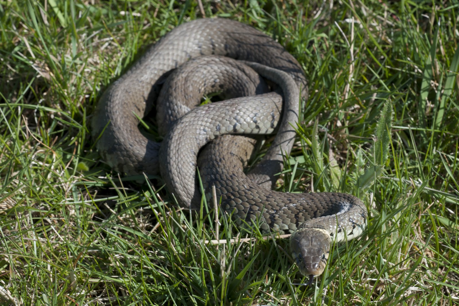 Yorkshire Field Herping and Wildlife Photography: First Grass Snake of ...