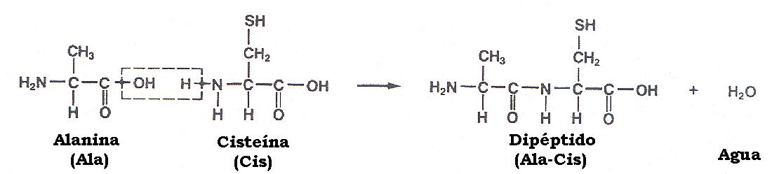 Formación de un dipéptido