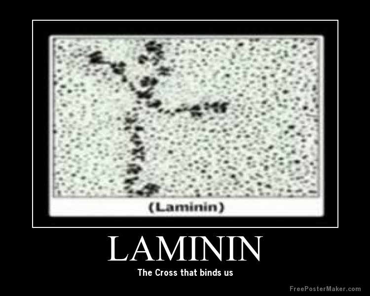 Frugal Fun Challenge: What is Laminin?
